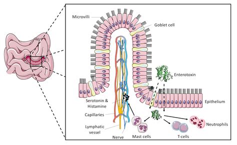 Staphylococcal Enterotoxin C—an Update On Sec Variants Their Structure And Properties And