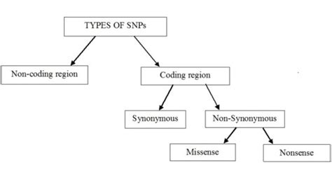 What Is The Difference Between Snp And Snv Pediaa Com