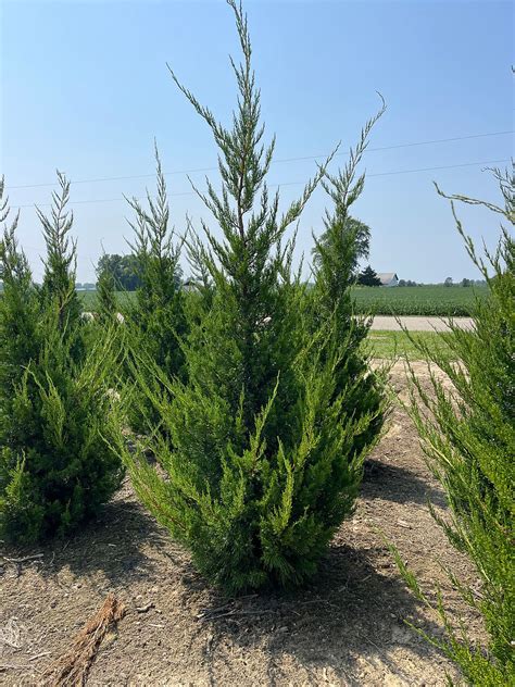 Juniperus Chinensis Hetz Columnar Juniper Oh