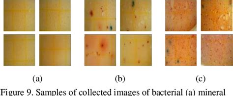 Figure 1 From Bacterial Classification Using Deep Structured Convolutional Neural Network For