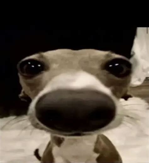 Собака смотрит на тебя ты даун ебучий чего ты смотришь на него ты не собака Смешные собаки