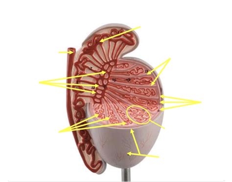 testes lab model quiz