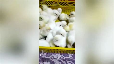 هچ 100 درصدی مرغ فرانسوی با دستگاه جوجه کشی فاخته