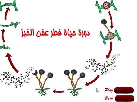 دورة حياة عفن الخبز Youtube