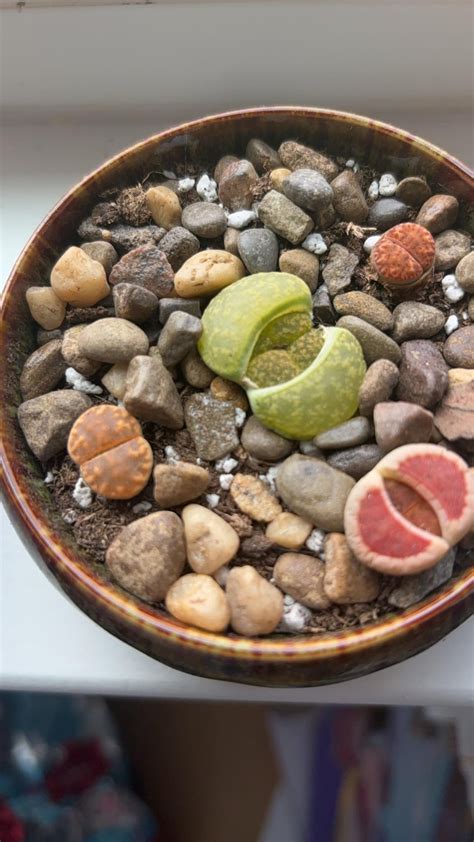 Lithops Collection R Lithops