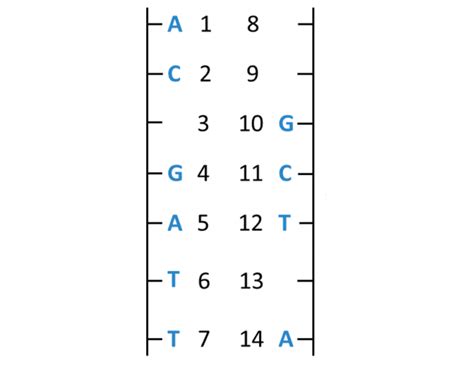 Dna Pairing Quiz