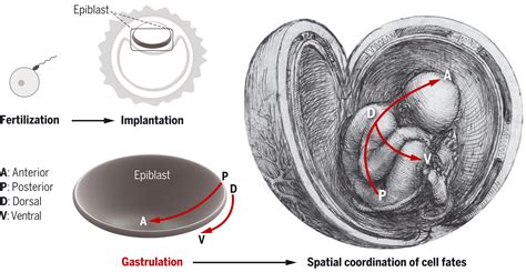 Primitive Streak Chick Embryo
