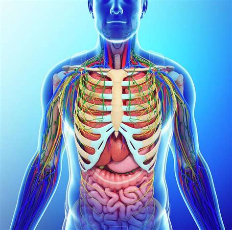 Human Chest Anatomy Diagram Sneak Peek Keepsake Ultrasound See Your