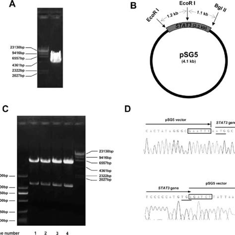 PDF Insert Restriction Enzyme Cutting Free Cloning Strategy For Expression Plasmid Construction