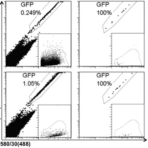 Sorted Egfp Cells Egfp Cells Were Selected On The Basis Of