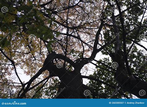 Tree Trunk View From Below Tree Branches And Leaves Forest In Summer