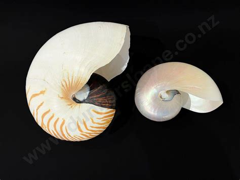 Nautilus Shells 24cm And 14cm In Length Natural History Industry