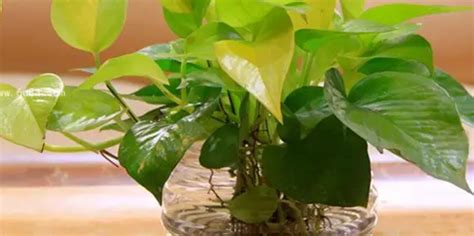 绿萝的养殖方法和注意事项360新知