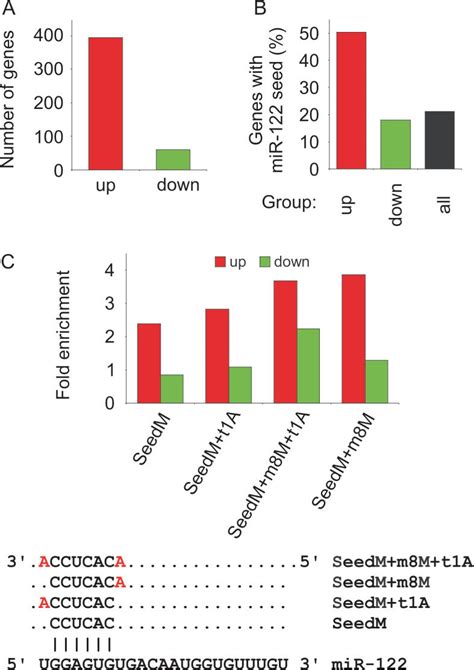 Enrichment Of Mir 122 Target Sites In Genes Up Regulated After Download Scientific Diagram
