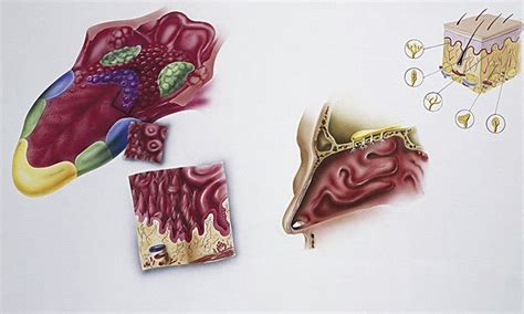 基底细胞腺瘤和基底细胞癌的区别是什么 39健康网 癌症