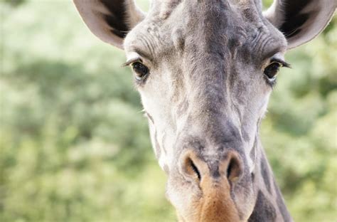 珍しいフラミンゴショーや貴重なマサイキリンが観れる！「宮崎フェニックス自然動物園」 Food Diversitytoday