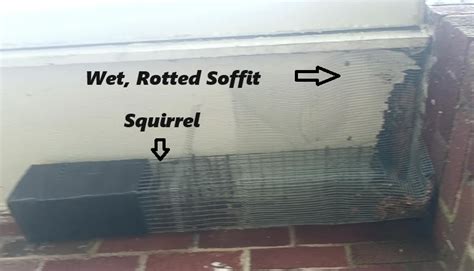 Rotted Wood Leads To Squirrels Frontline