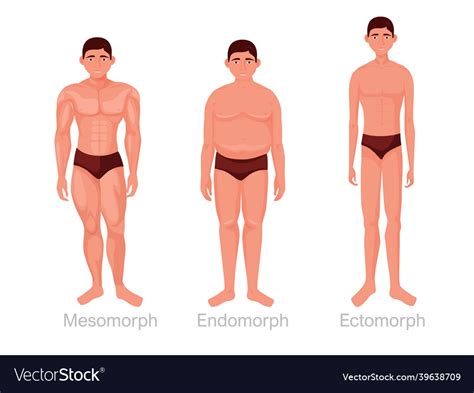 Human Body Types Mesomorphic Athletic Royalty Free Vector