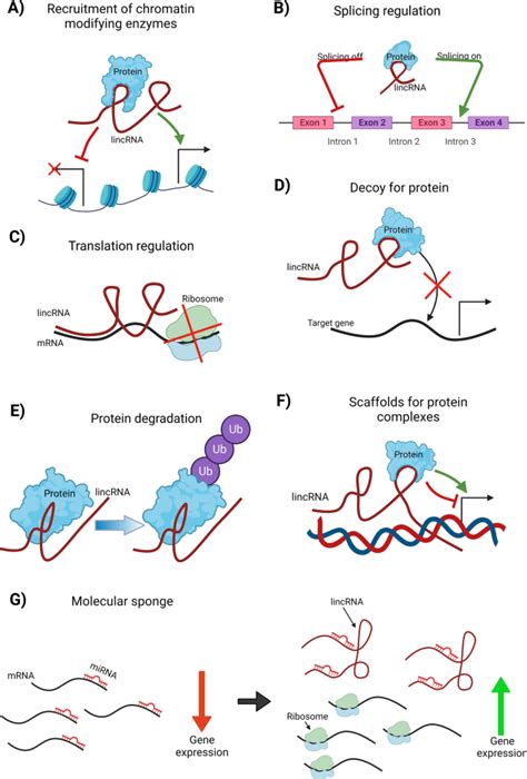 长基因间非编码 Rna 在癌症中的作用以及 Microrna 结合概述 Molecular Diagnosis And Therapy X Mol