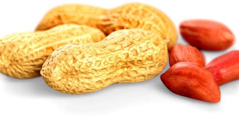 Арахис в рационе питания домашних животных нормы орешков для кошек морских свинок шиншилл