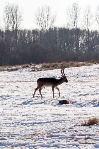 Rusa Mencari Makanan Di Salju Foto Stok Unduh Gambar Sekarang Alam