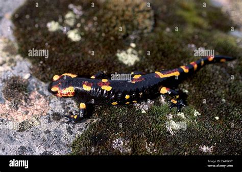 Spanish Salamander Salamandra Salamandra Bejarae Is A Subspecies Of