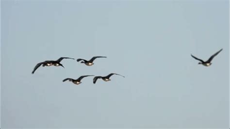 기러기 날아가는 모습 Youtube