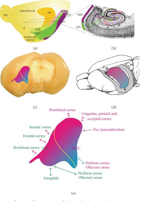 Entorhinal Cortex