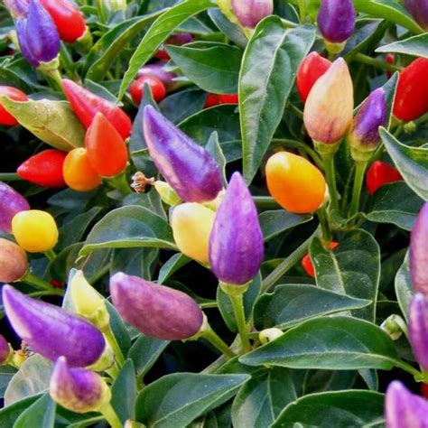 Numex Twilight Chilli Seeds €1 95 🌳🌼🌸🌿🌱