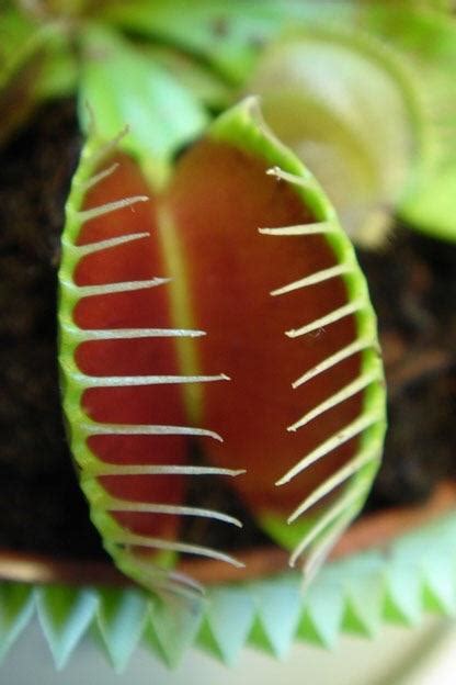 A Penis Fly Trap R Dontputyourdickinthat