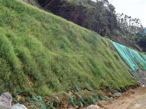 客土喷播 边坡绿化 矿山山体护坡植草皮 河北富煌丝网制品有限公司