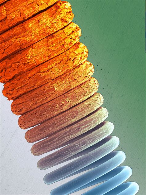 Sem Micrographs 2010 Behance