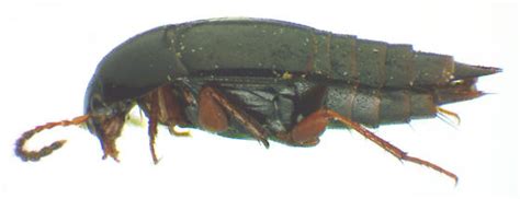 Tachinomorphus Bugguide Net