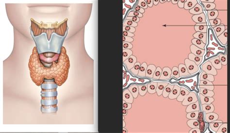 Diagram Of Thyroid Gland Quizlet