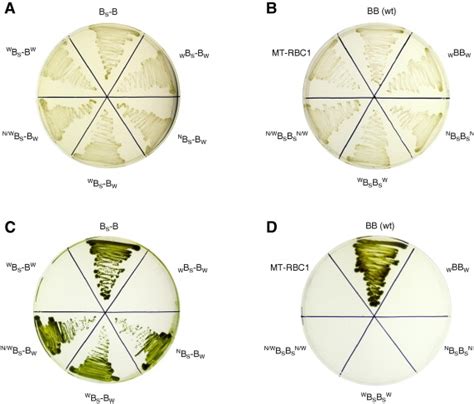 Testing In Vivo Functionality Of Inter Monomer Connection Between The
