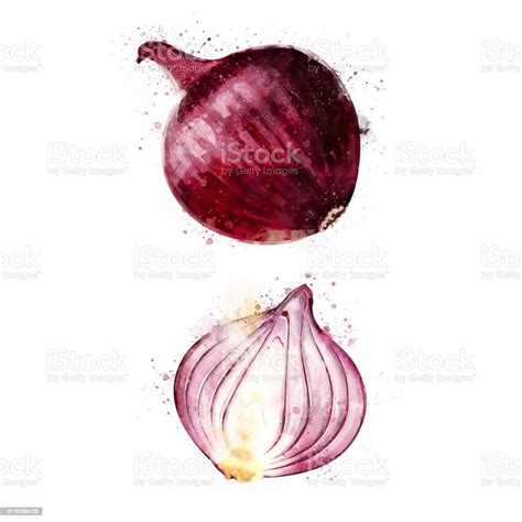 흰색 바탕에 빨간 양파입니다 수채화 그림 양파에 대한 스톡 벡터 아트 및 기타 이미지 양파 수채화 그림 그리기 Istock