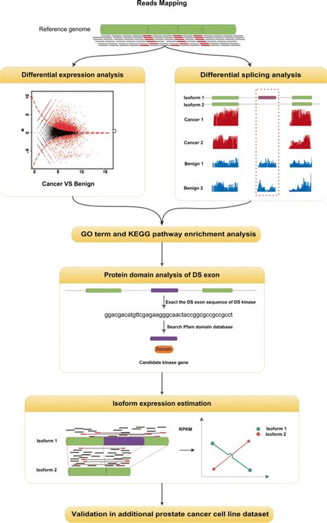 Overview Of Data Analysis Pipeline After Mapping The RNA Seq Reads To Download Scientific
