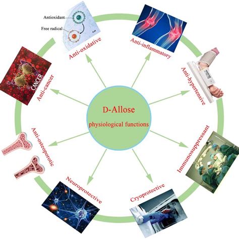 Recent Researches On Excellent Physiological Functions Of D Allose Download Scientific Diagram