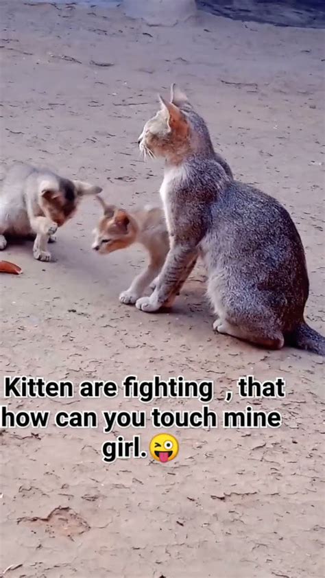 Bhojpuri Song It Is A Cute Sene Comedy Cat 😘😿 Youtube