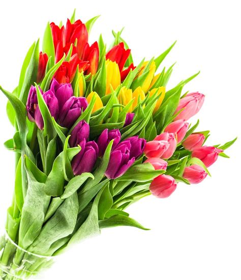 Symphony Buchet De Lalele Multicolore Roflora