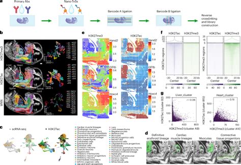 Multiplexed Spatial Mapping Of Chromatin Features Transcriptome And… Geoffrey F