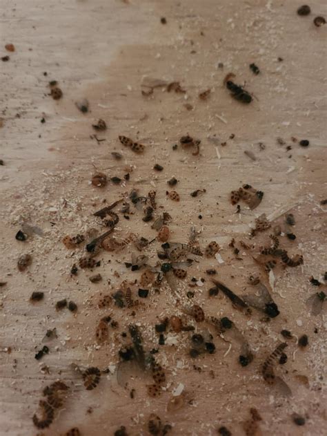 Any Idea What Could Be Making This Bug Carcass Pile Rwhatisthis