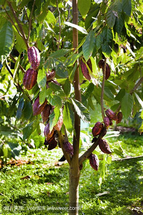 大花可可树 360图片