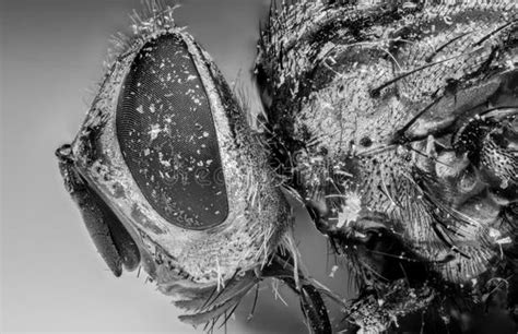 Foto Macroeconómica De La Mosca Muerta Aislada De Fondo En Blanco Y