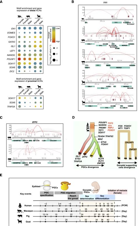 Integration Of Single Cell Transcriptome And Chromatin Accessibility Of