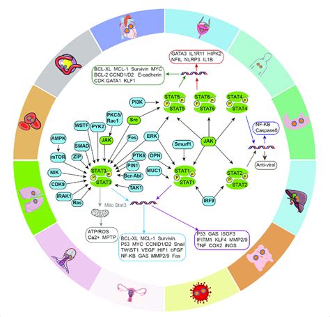 Intracellular Signaling Crosstalk Of The JAK STAT Pathway Different