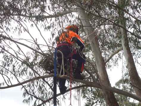 Tree Services Sydney North Shore Gallery