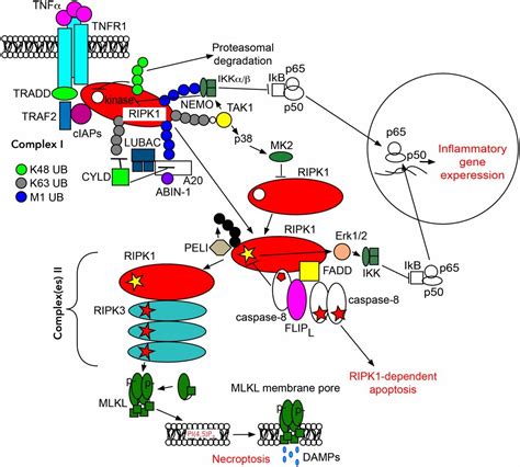 Targeting Ripk1 For The Treatment Of Human Diseases Pnas