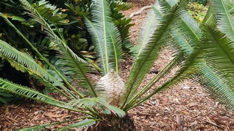 How To Plant Grow And Care For Dioon Edule