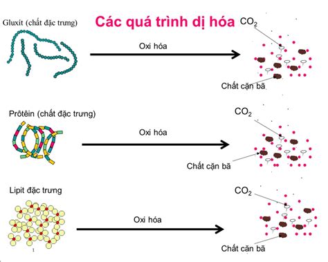 quá trình Đồng hóa là gì khám phá cơ chế và tác dụng trong sinh học
